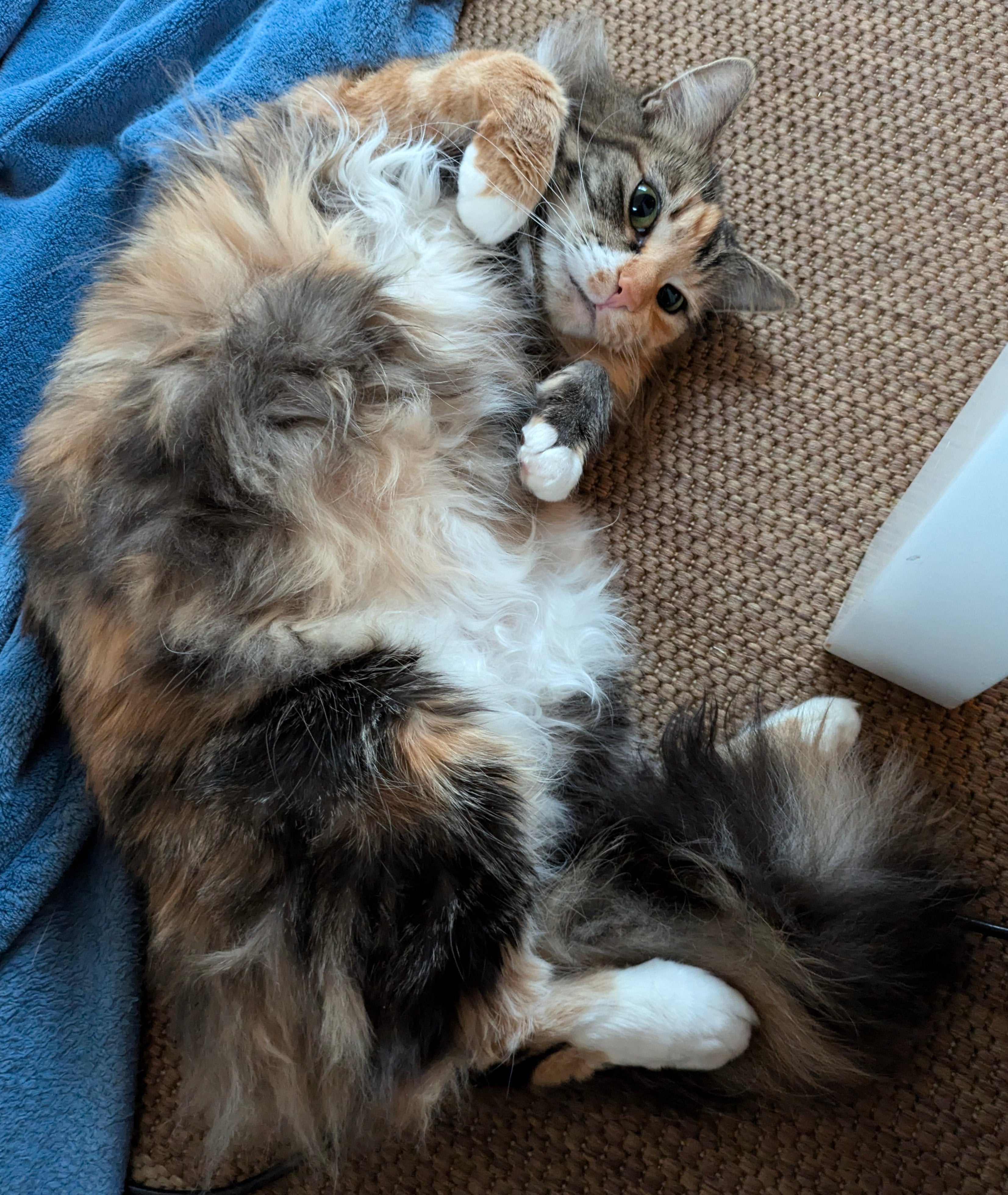 Colour Your World with Koda: Our Story - Koda Store | Fashion x ...